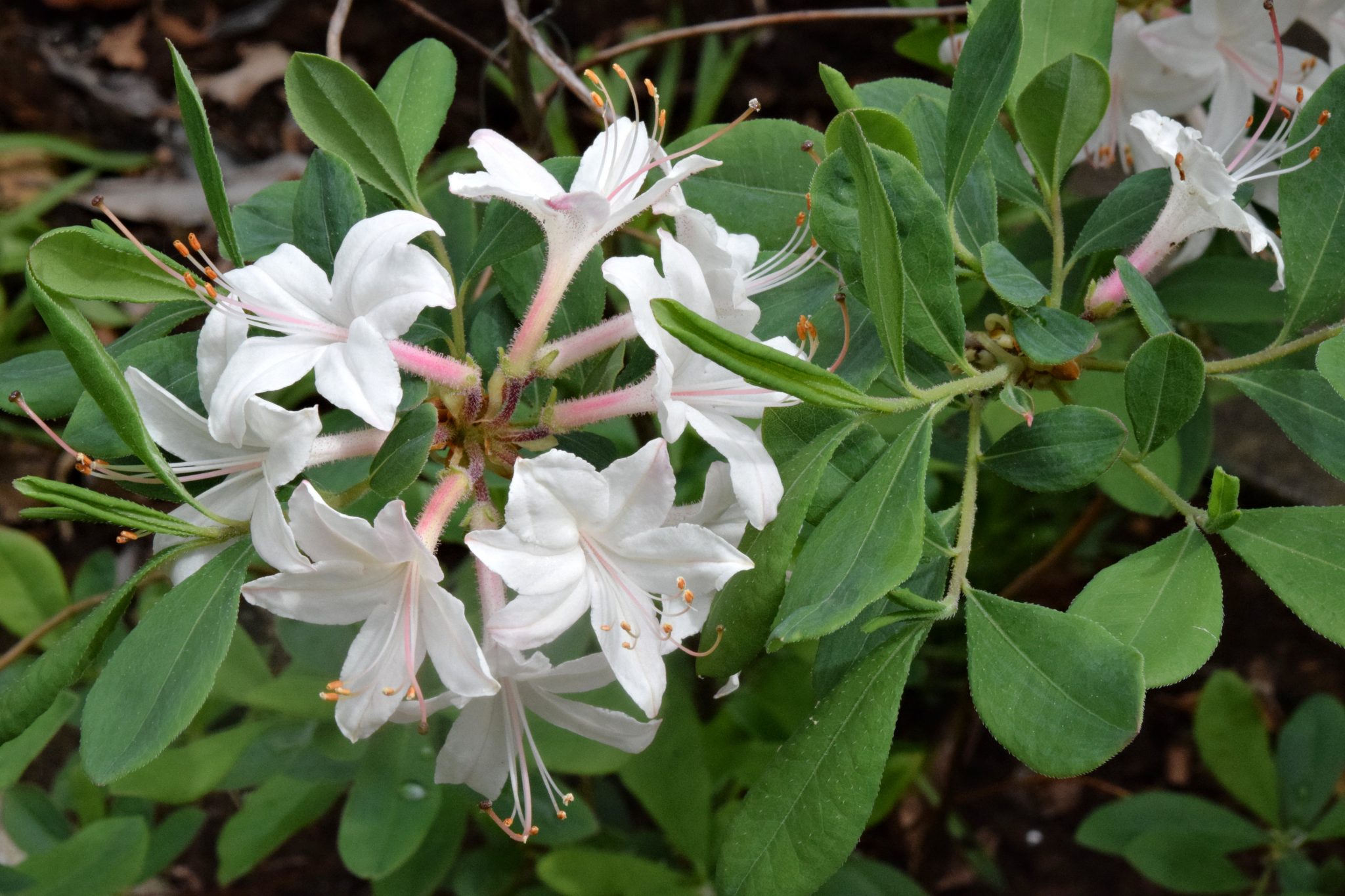 Rhododendron atlanticum – www.pentanthera.de