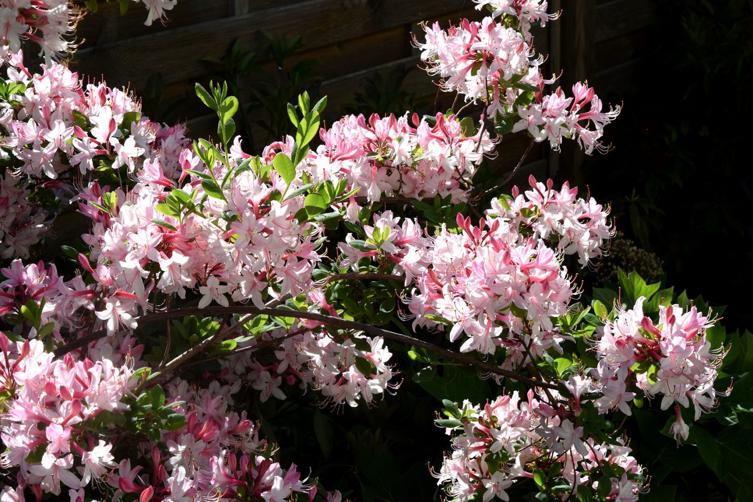Rhododendron atlanticum – www.pentanthera.de