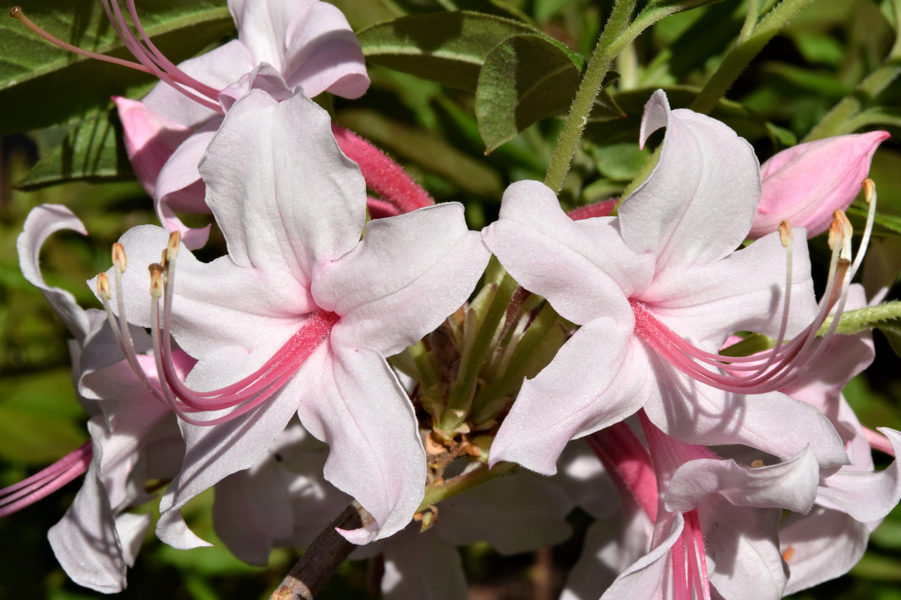 Rhododendron canescens – www.pentanthera.de