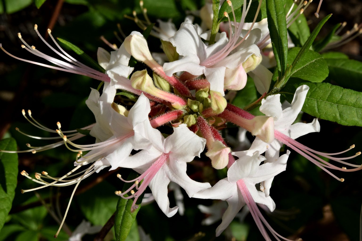 Rhododendron periclymenoides – www.pentanthera.de