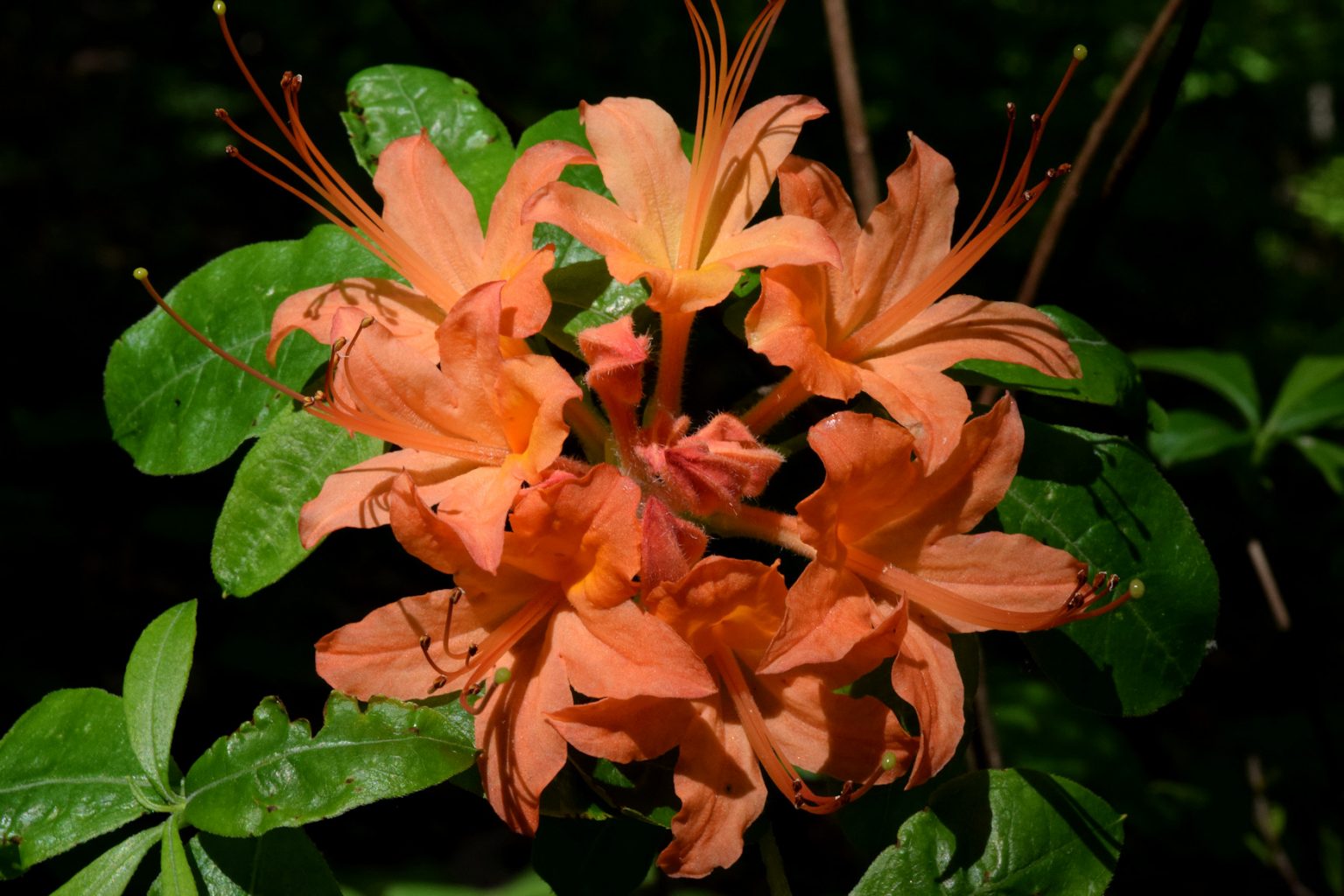 Rhododendron flammeum – www.pentanthera.de