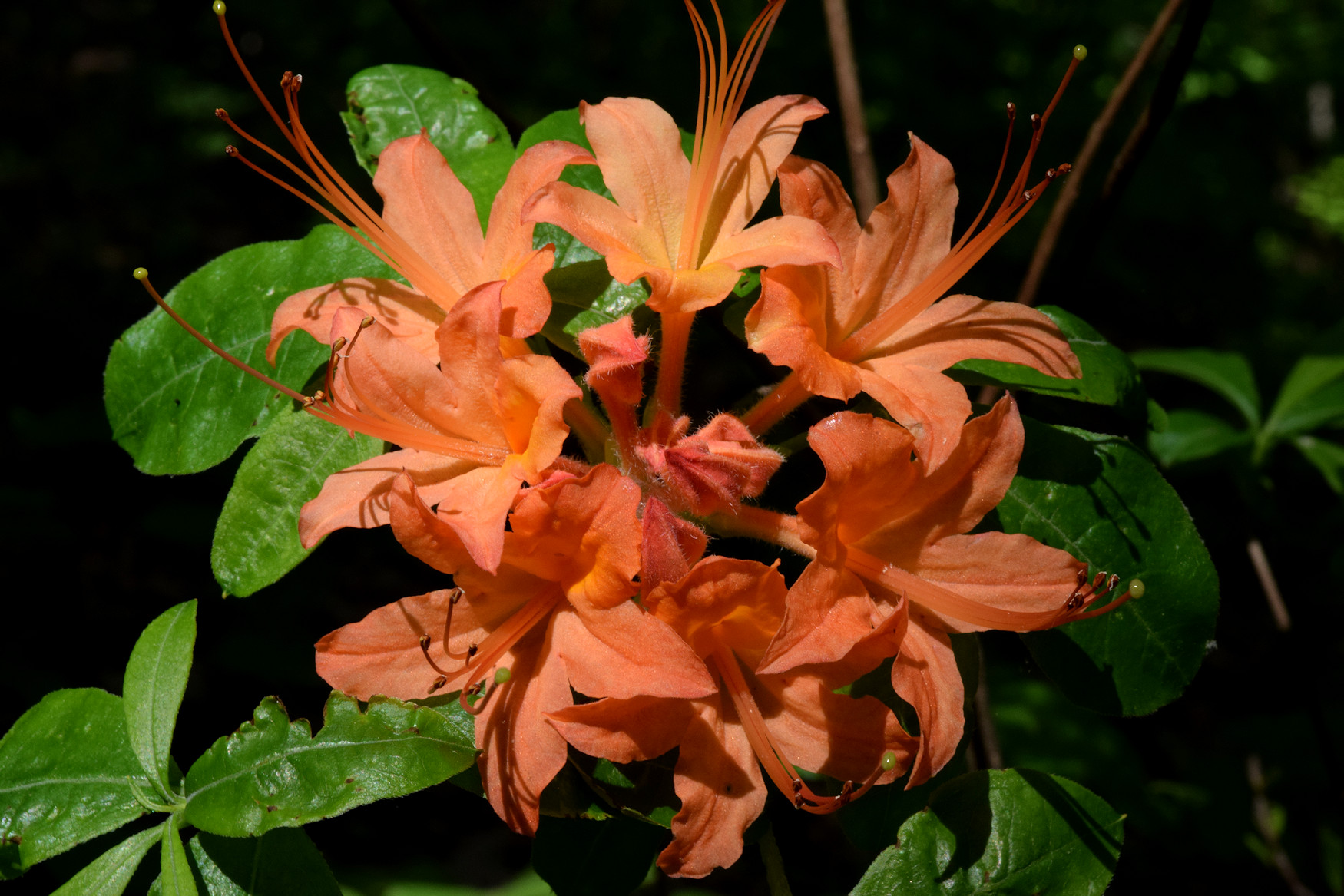 Rhododendron flammeum – www.pentanthera.de